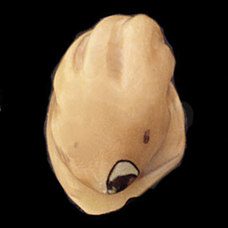 Tagua Nut Rabbit by Melissa Quam – Sunshine Studio